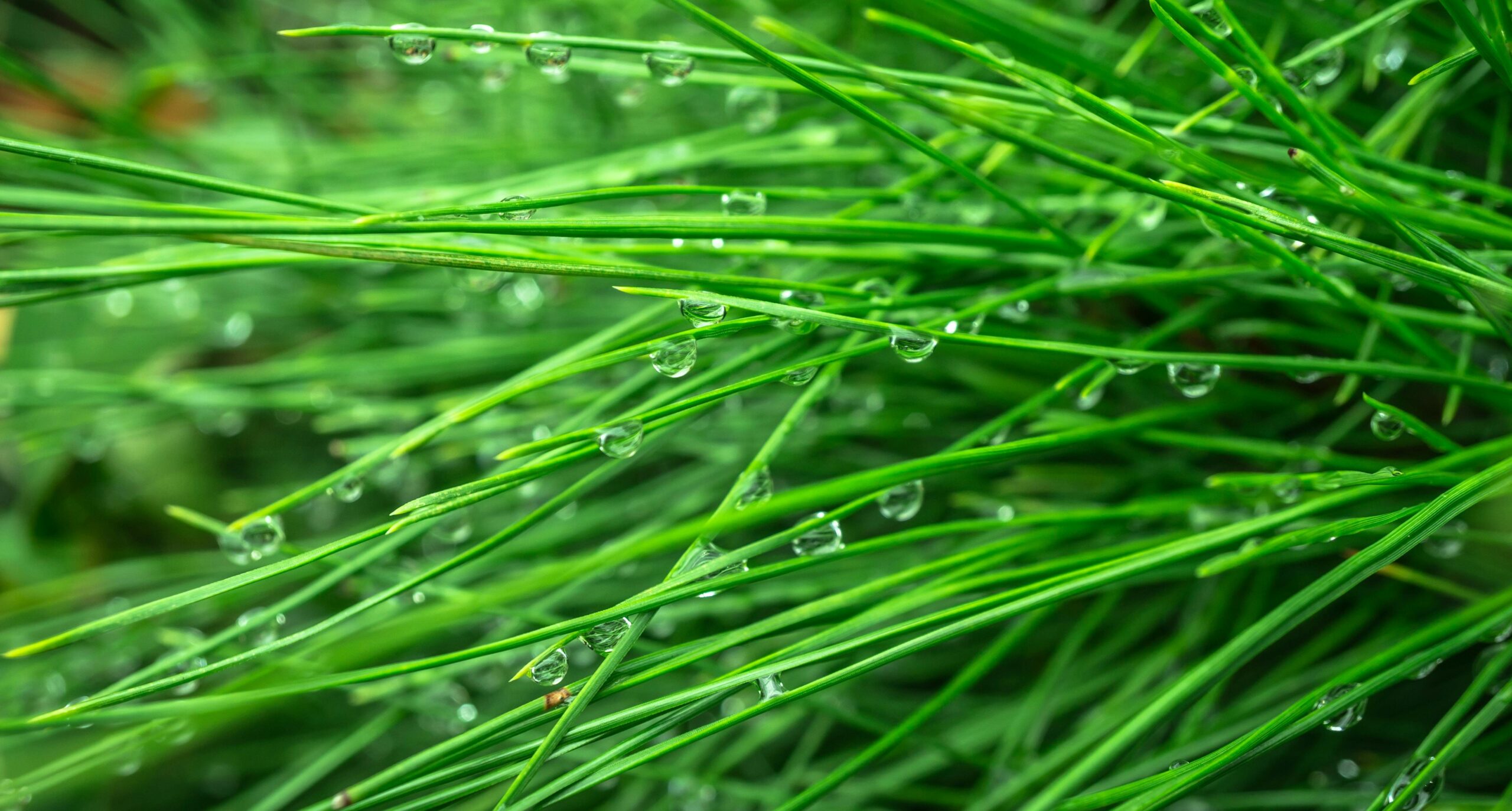 Choosing the Right Grass Type for Your Kent, Ohio Lawn - Jarretts Lawncare